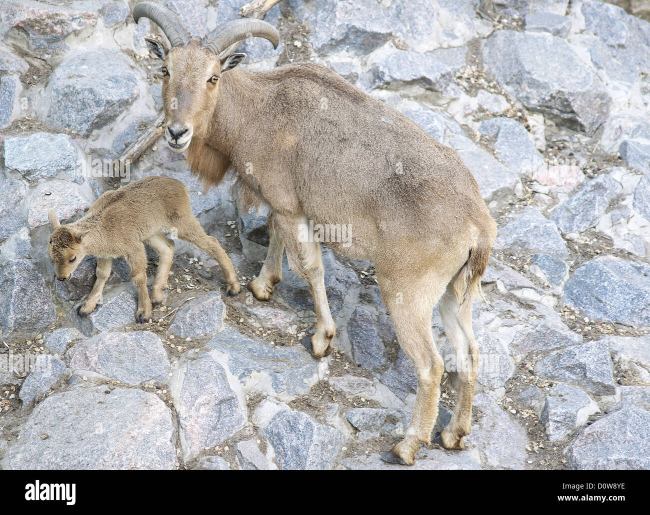 Goats middle east hi-res stock photography and images - Alamy