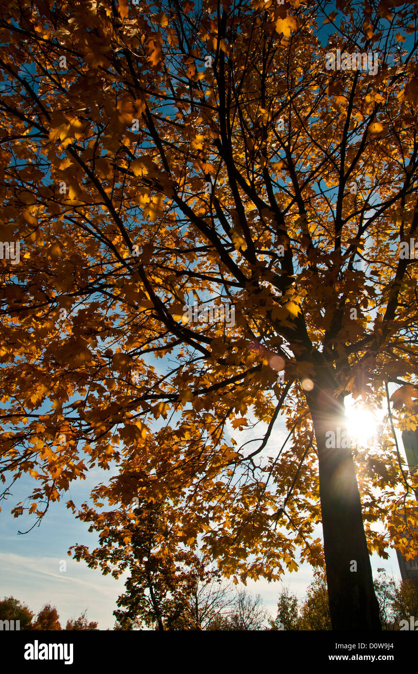 backlit tree with autumnal leaves Stock Photo - Alamy
