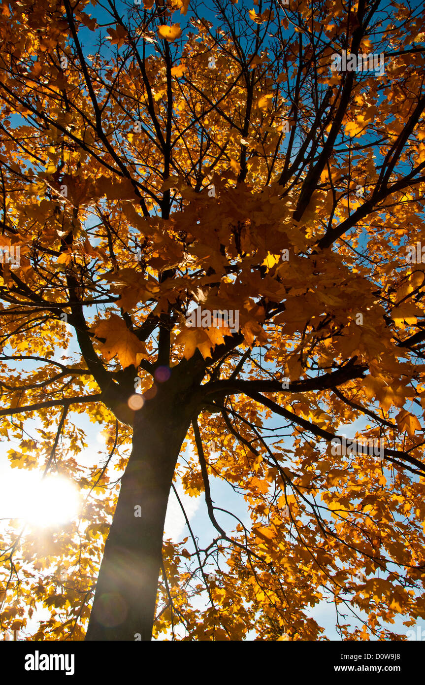 Backlit tree hi-res stock photography and images - Alamy