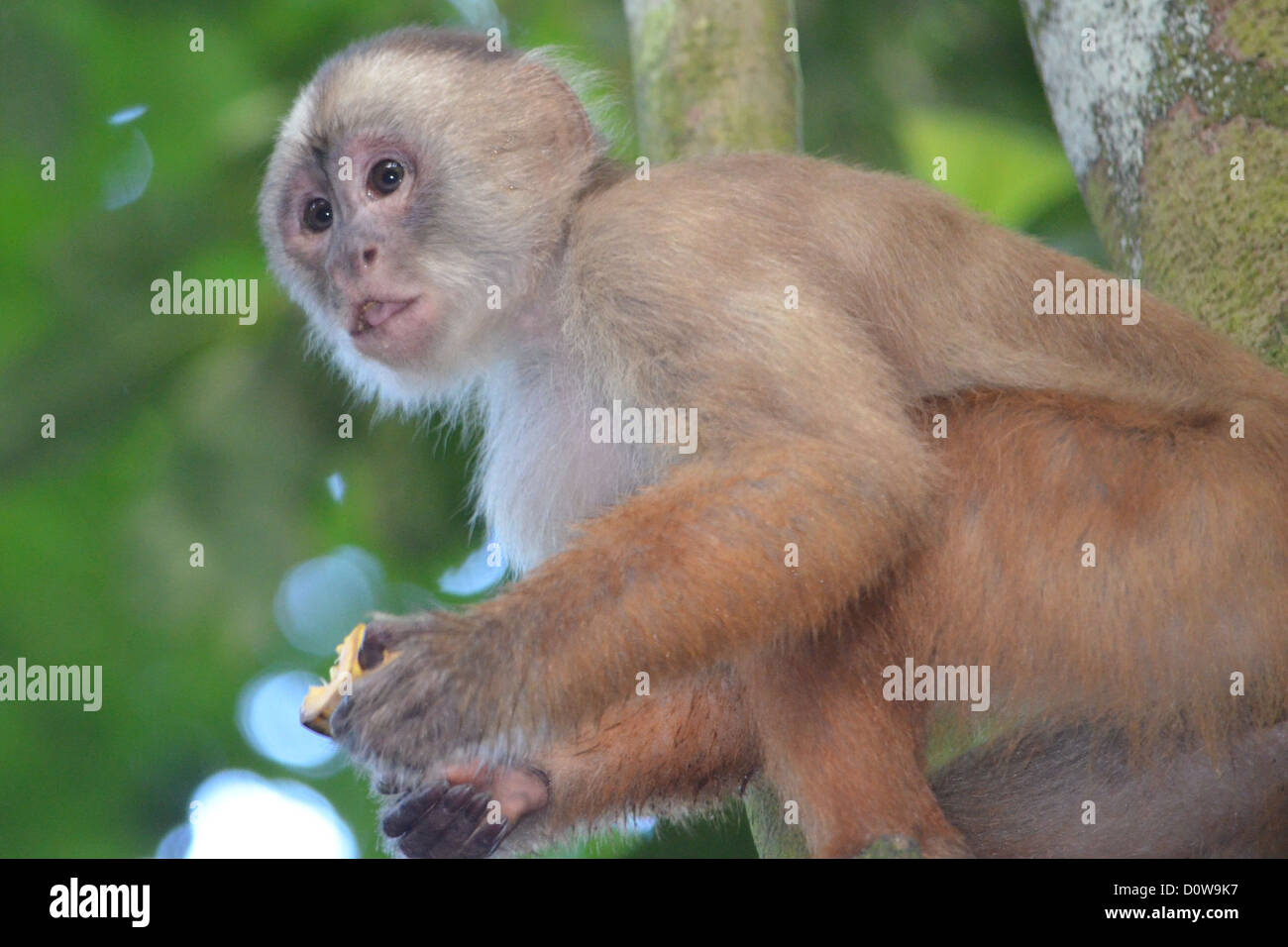 White Faced Capuchin Monkey posing in a tree. Amazon rainforest, Madre ...
