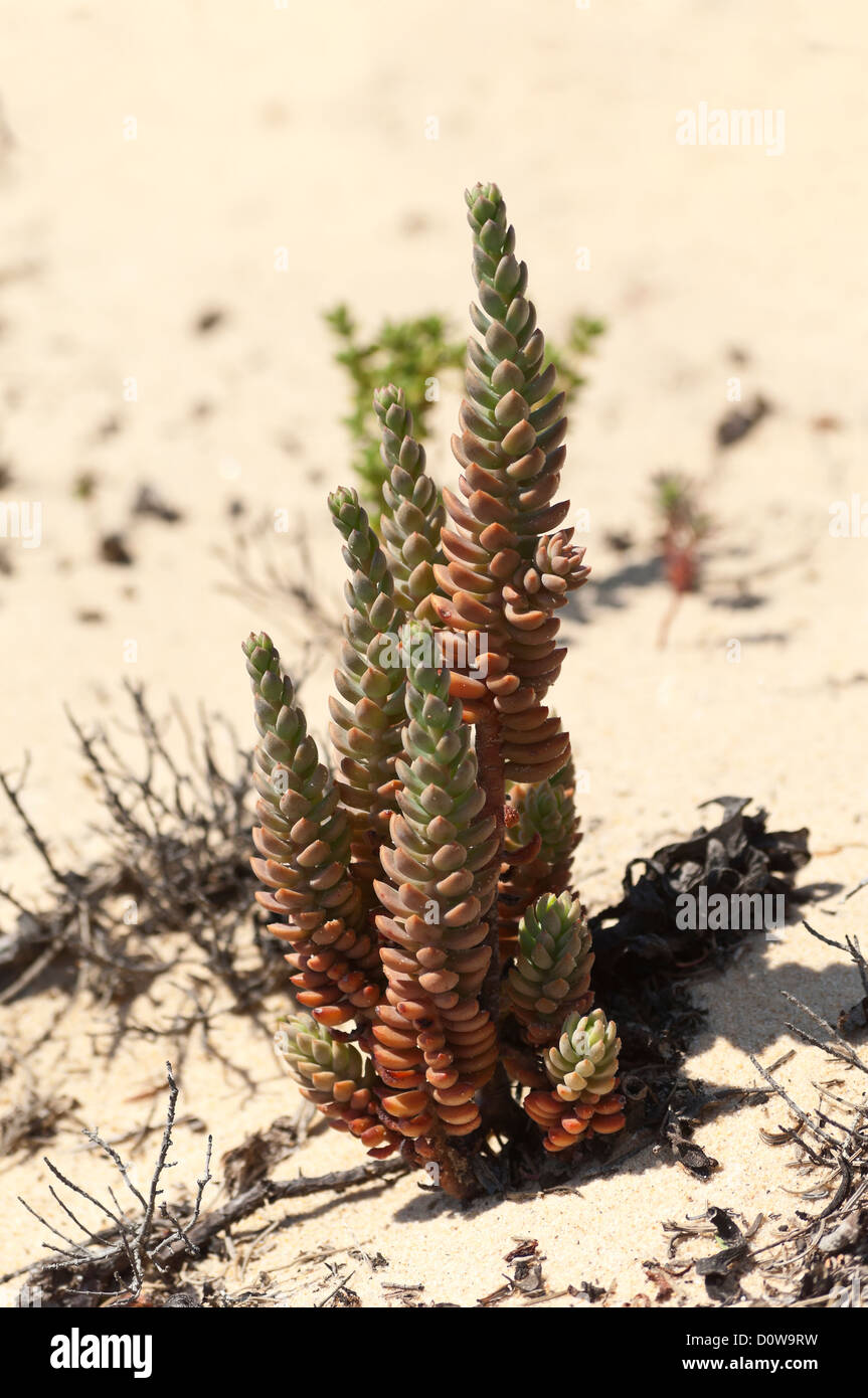 Pale Stonecrop - Sedum sediforme - in the dunes of Gale beach, Comporta ...