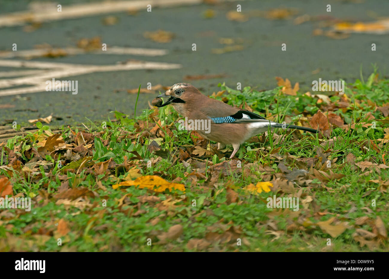 Jay with acorn hi-res stock photography and images - Alamy