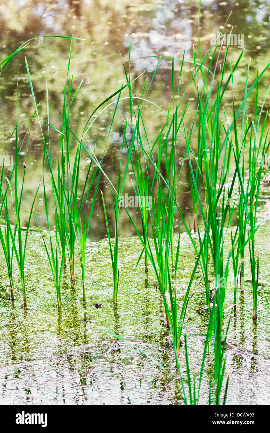 Rushy High Resolution Stock Photography and Images - Alamy