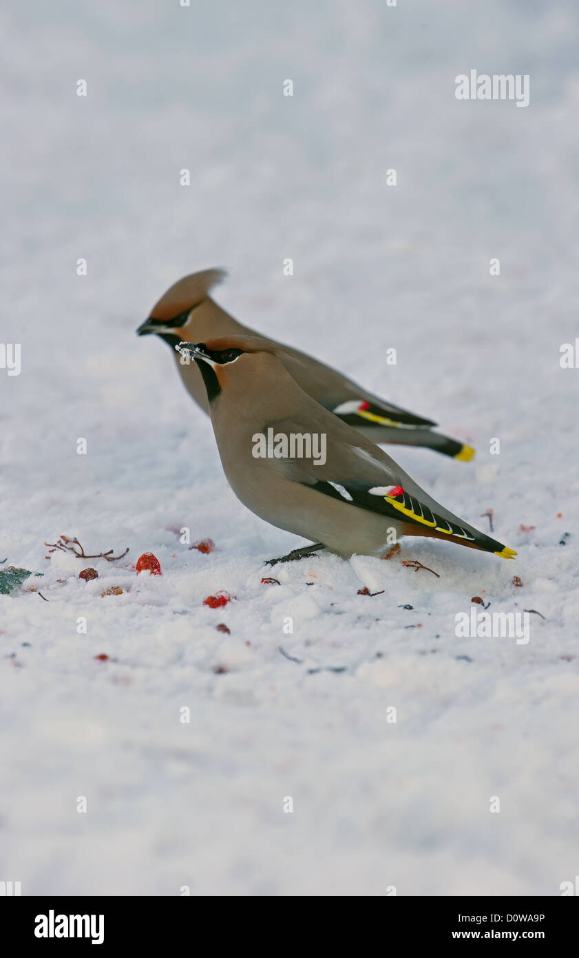 Waxwing in snow Stock Photo - Alamy