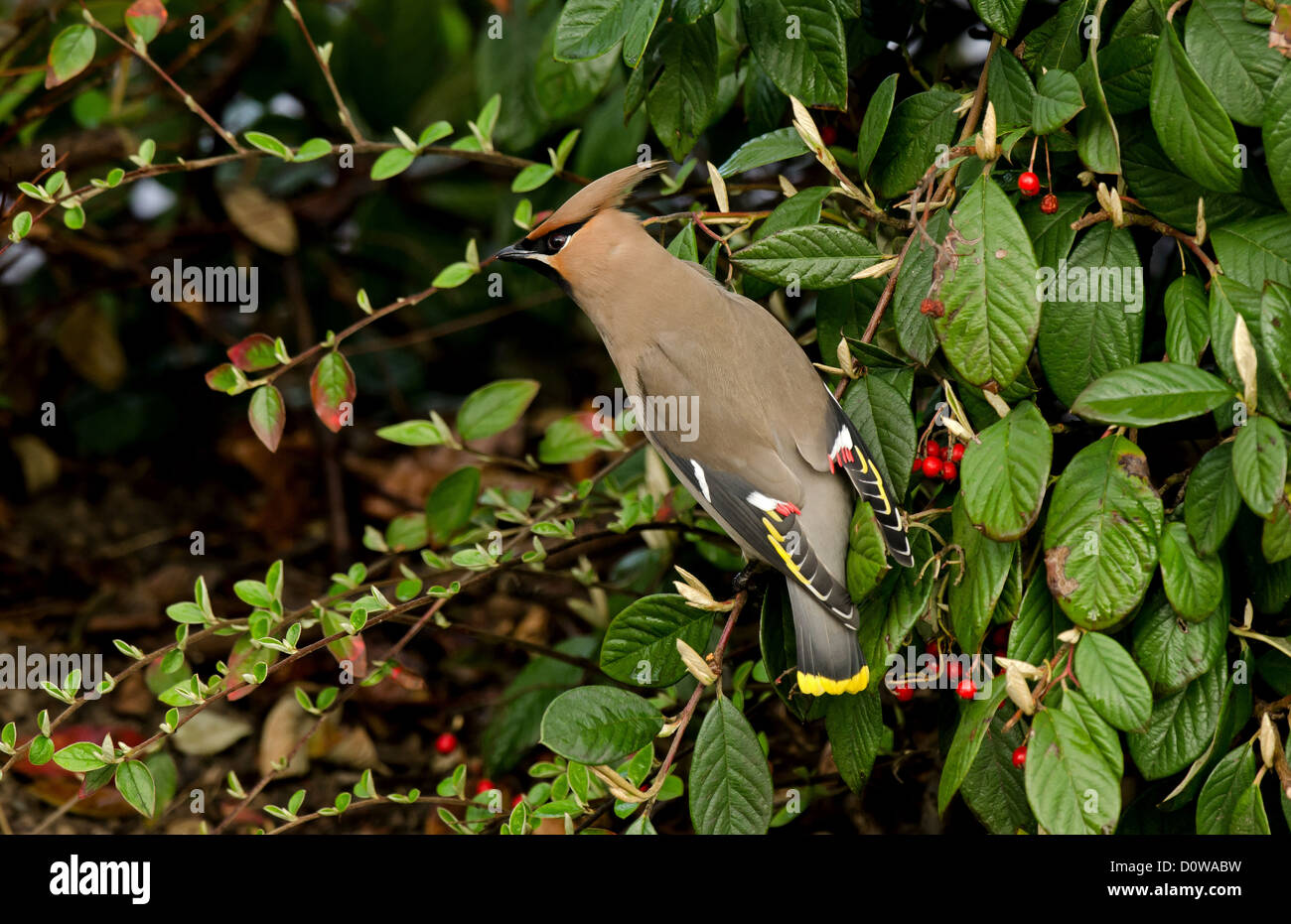 Waxwing in berry tree Stock Photo - Alamy