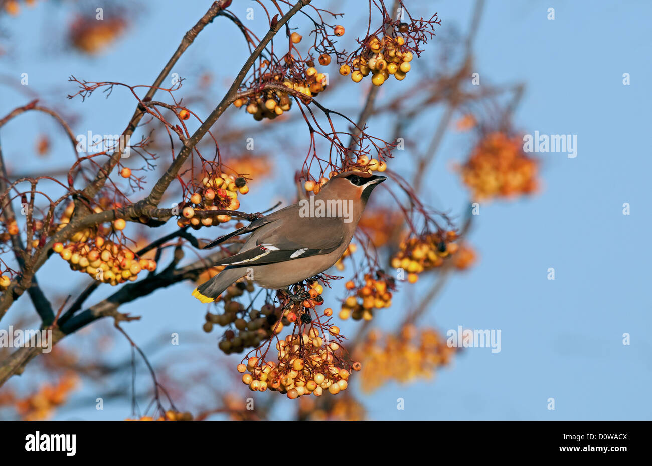 Waxwing in berry tree Stock Photo - Alamy