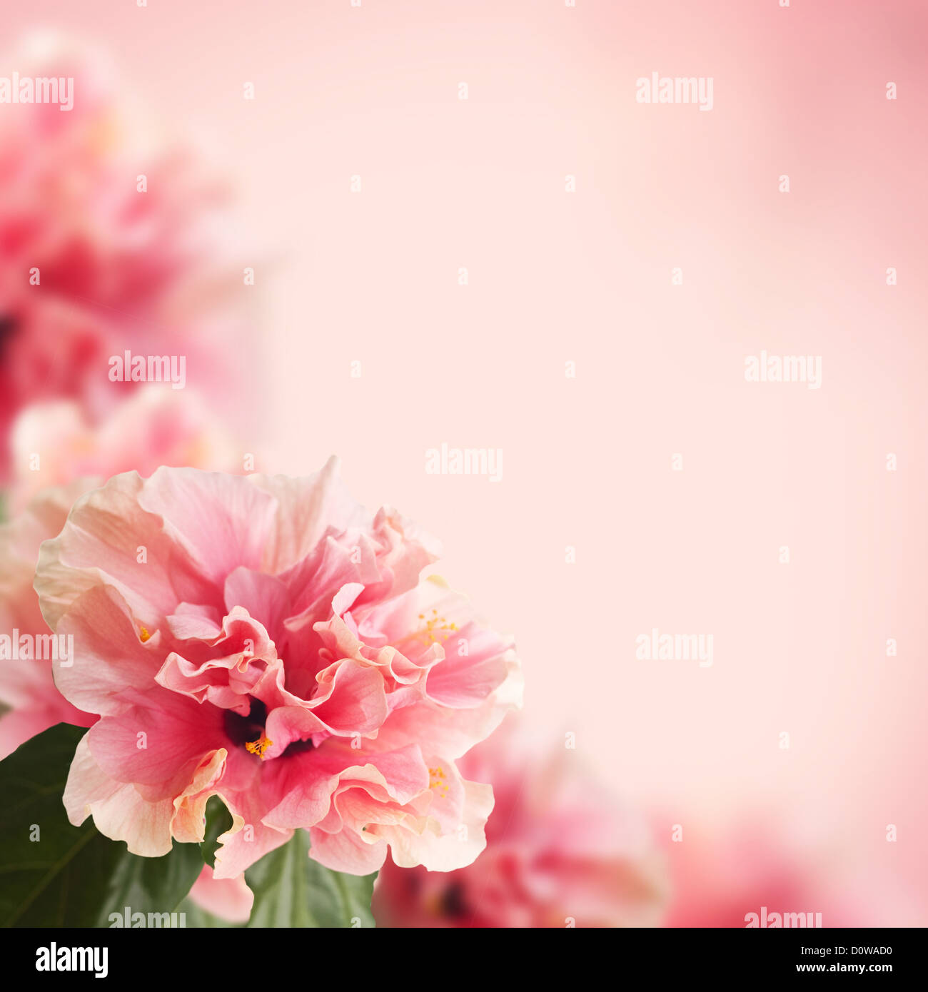 Sample flowers hi-res stock photography and images - Alamy