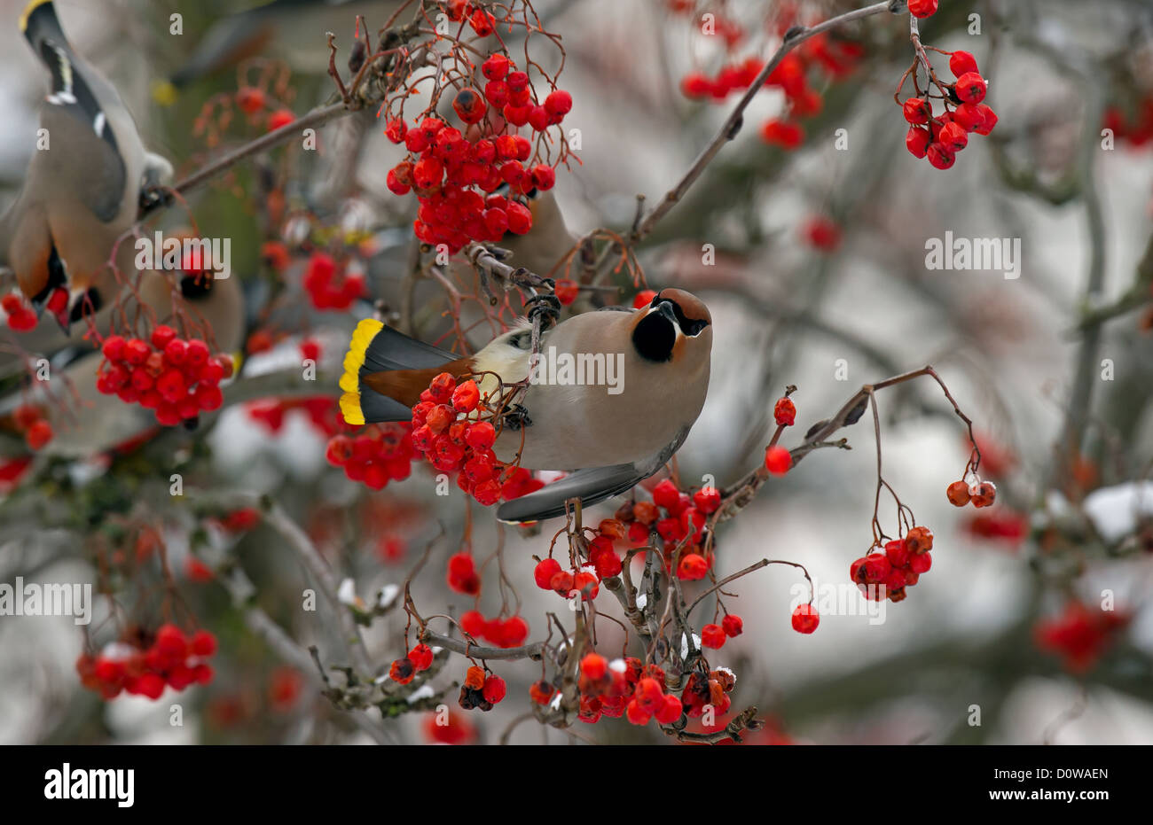 Bohemian waxwing in tree in winter hi-res stock photography and images ...