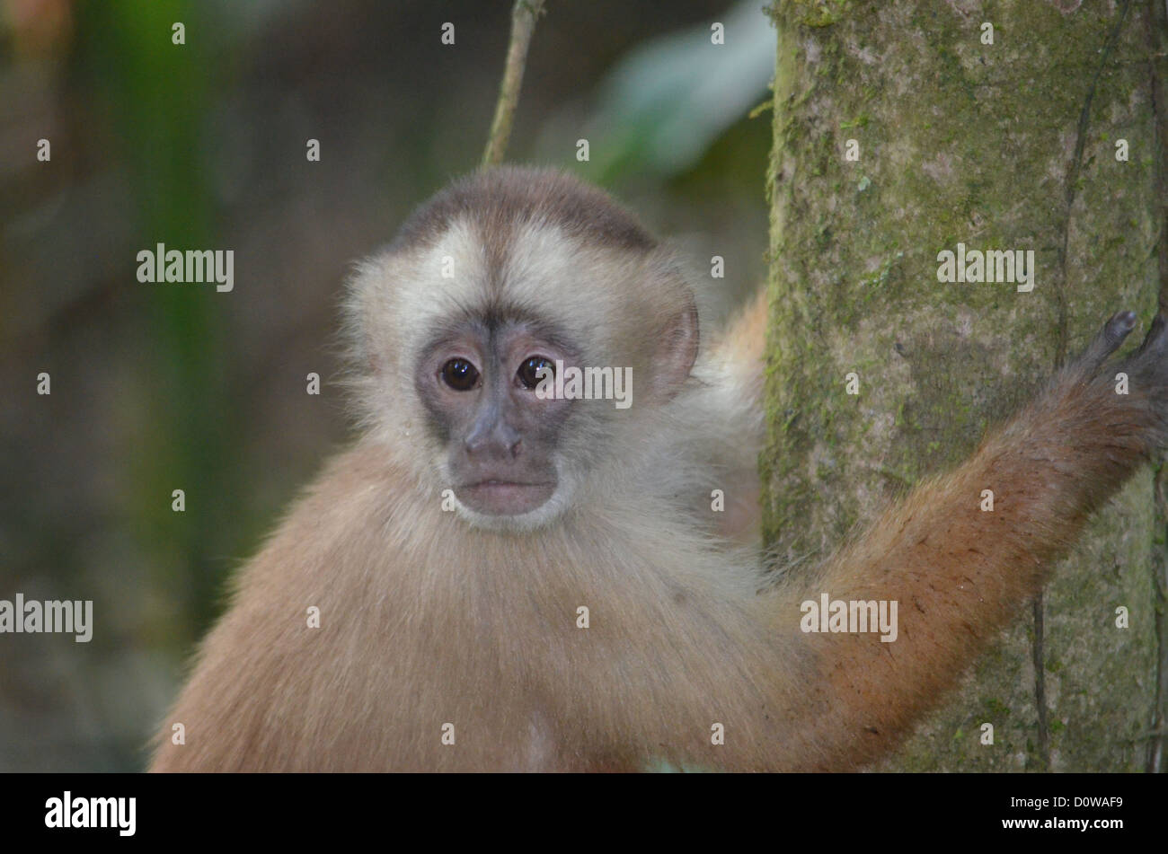 White Faced Capuchin Monkey posing in a tree. Amazon rainforest, Madre ...