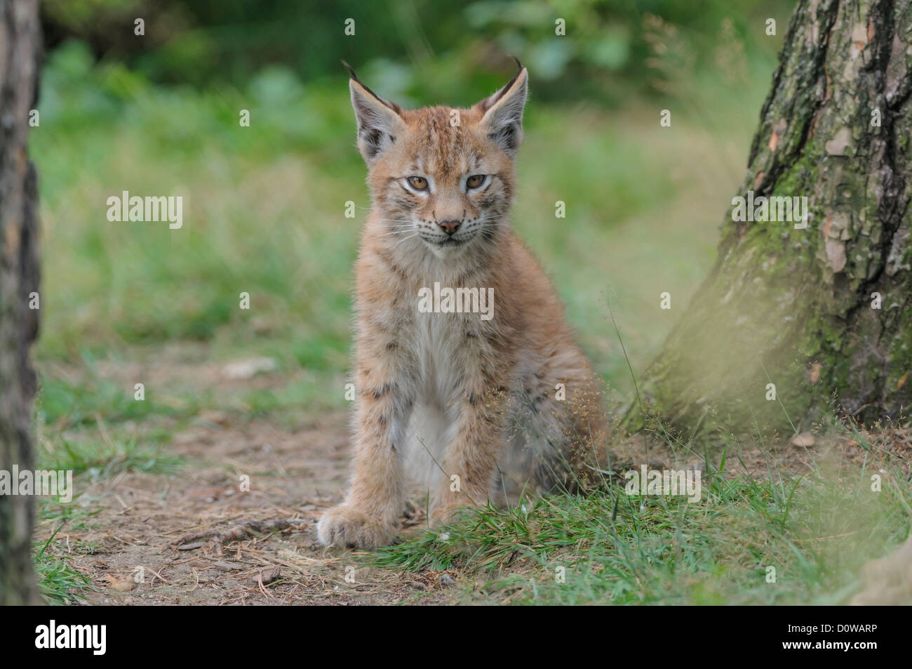 Lynx baby hi-res stock photography and images - Alamy