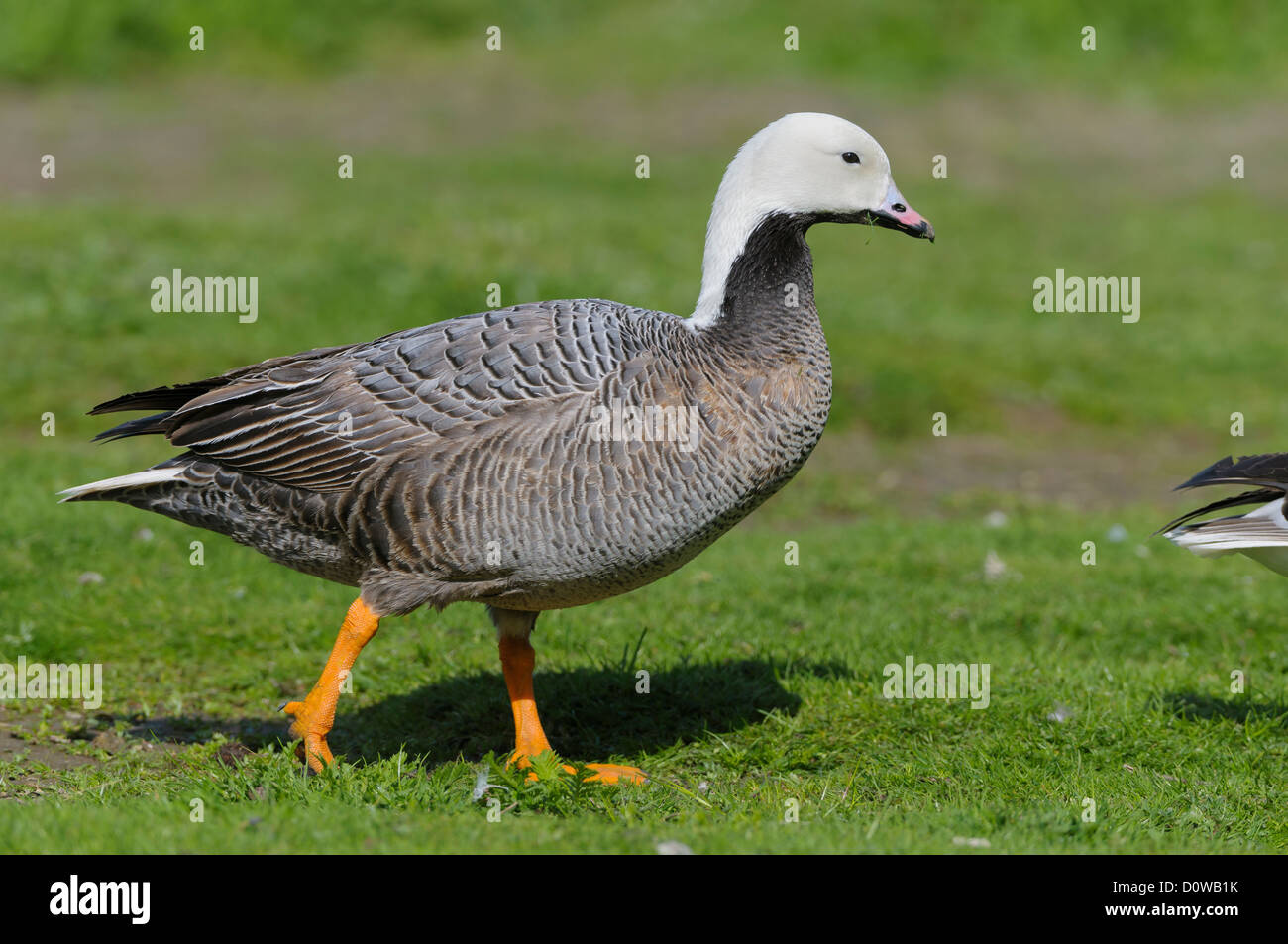 Emperor goose hi-res stock photography and images - Alamy