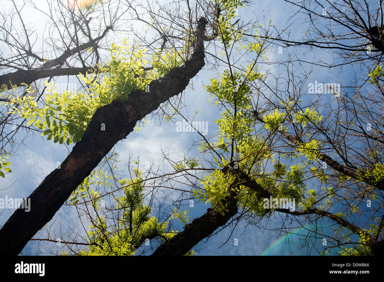 Seville, Spain, trees Stock Photo - Alamy