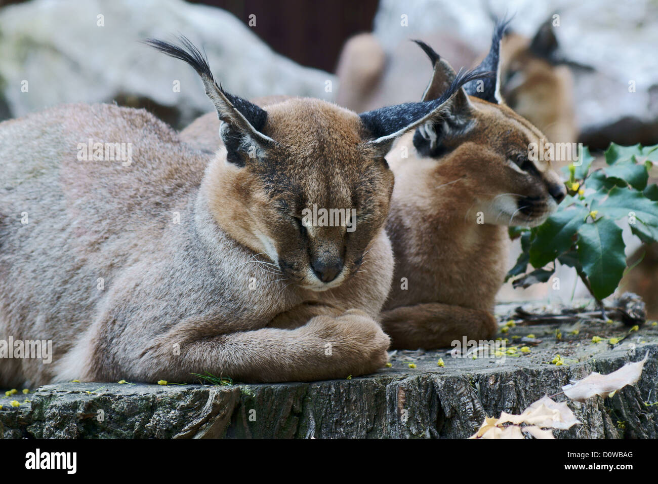 Cat hackle hi-res stock photography and images - Alamy