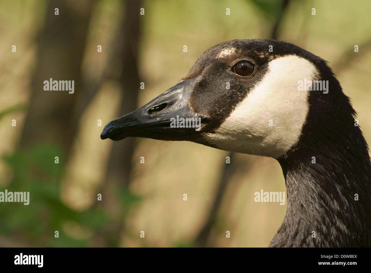 Greylag Goose,portrait, Poland Stock Photo - Alamy
