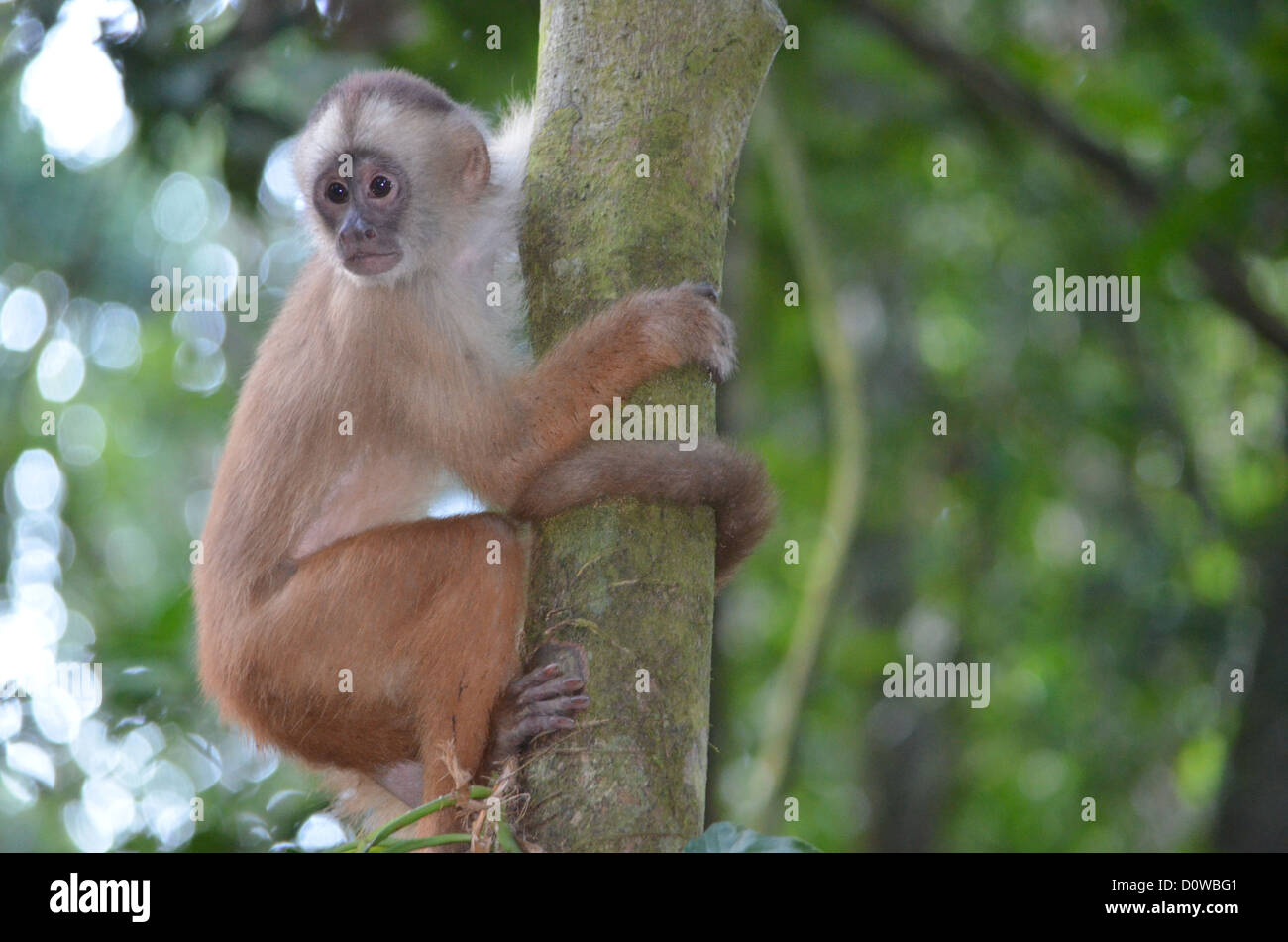 White Faced Capuchin Monkey posing in a tree. Amazon rainforest, Madre ...