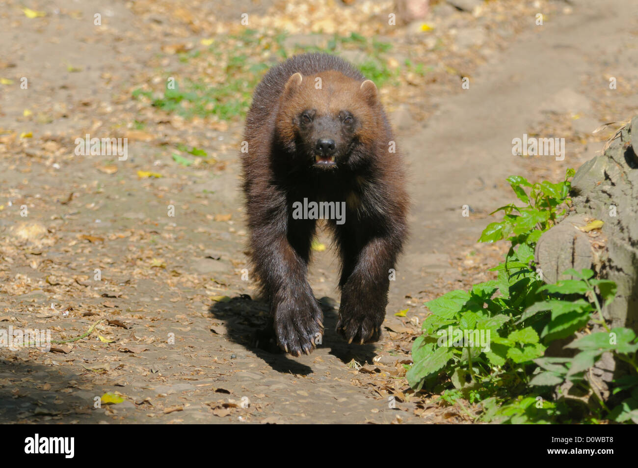 Glutton hi-res stock photography and images - Alamy