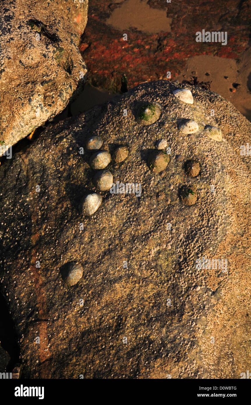 A close-up of limpets and barnacles colonizing rocks on an artificial ...