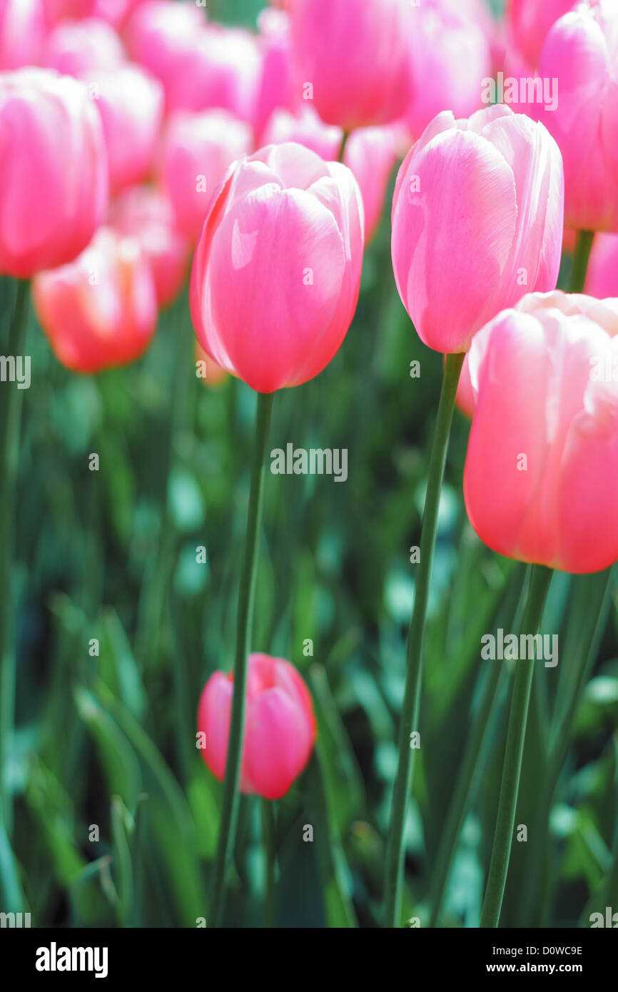 Pink tulips closeup Stock Photo - Alamy