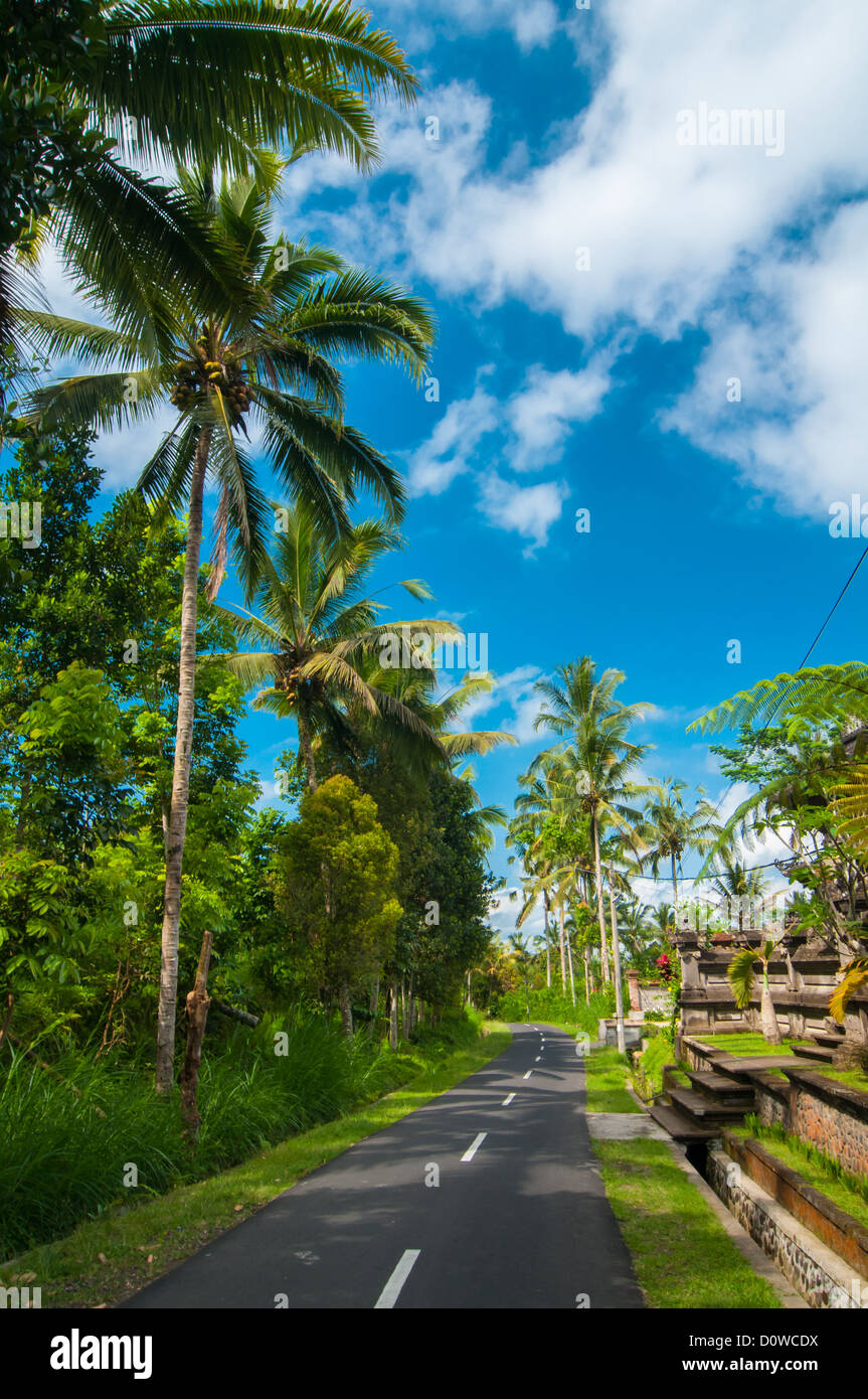 Narrow road bordered with palm trees in Bali, Indonesia Stock Photo - Alamy
