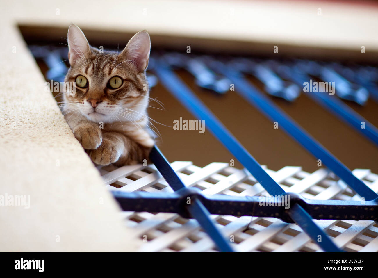 Cat seville spain hi-res stock photography and images - Alamy