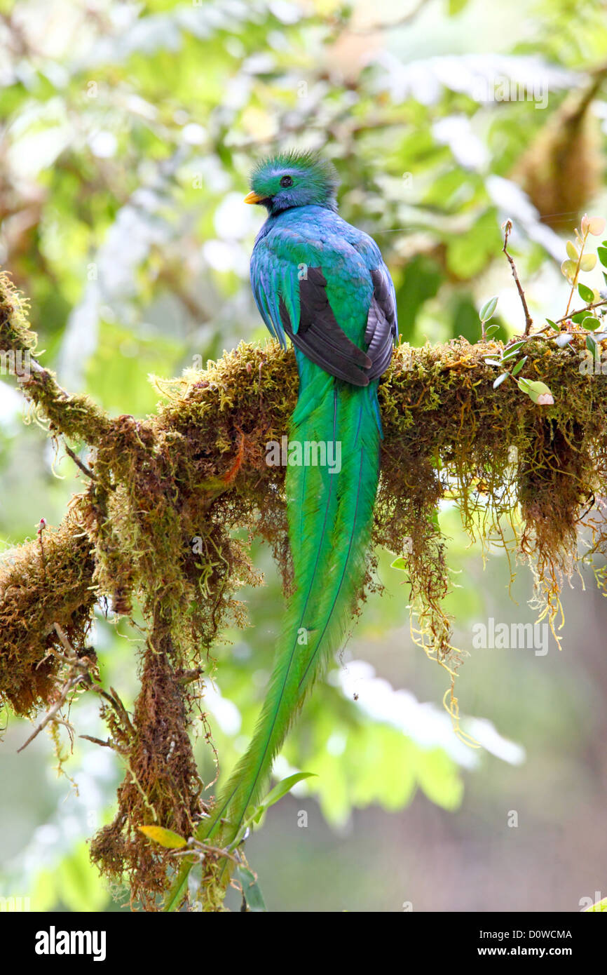 Male Resplendent Quetzal Pharomachrus mocinno in Costa Rica Stock Photo ...
