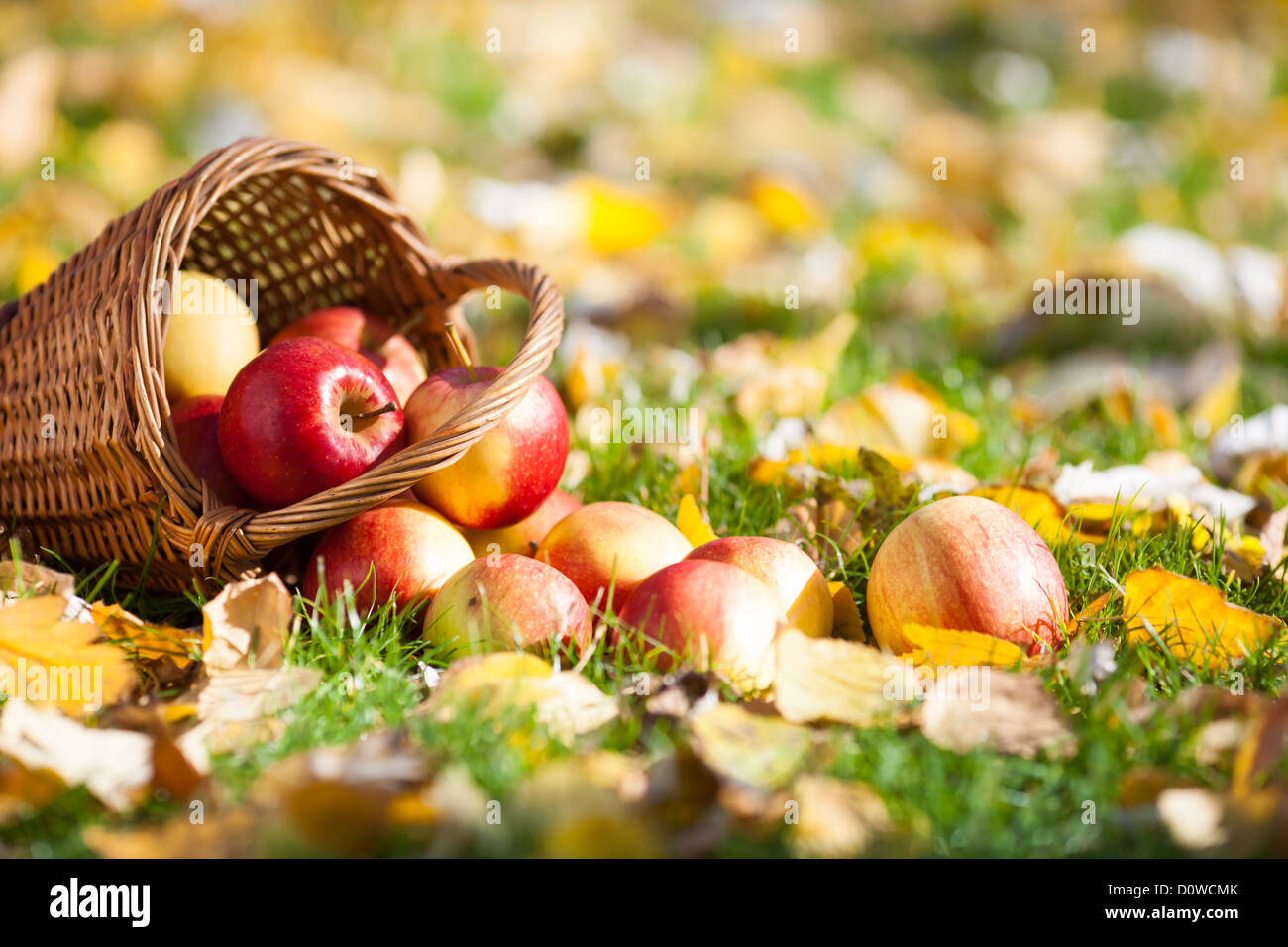 Basket full of red apples Stock Photo - Alamy