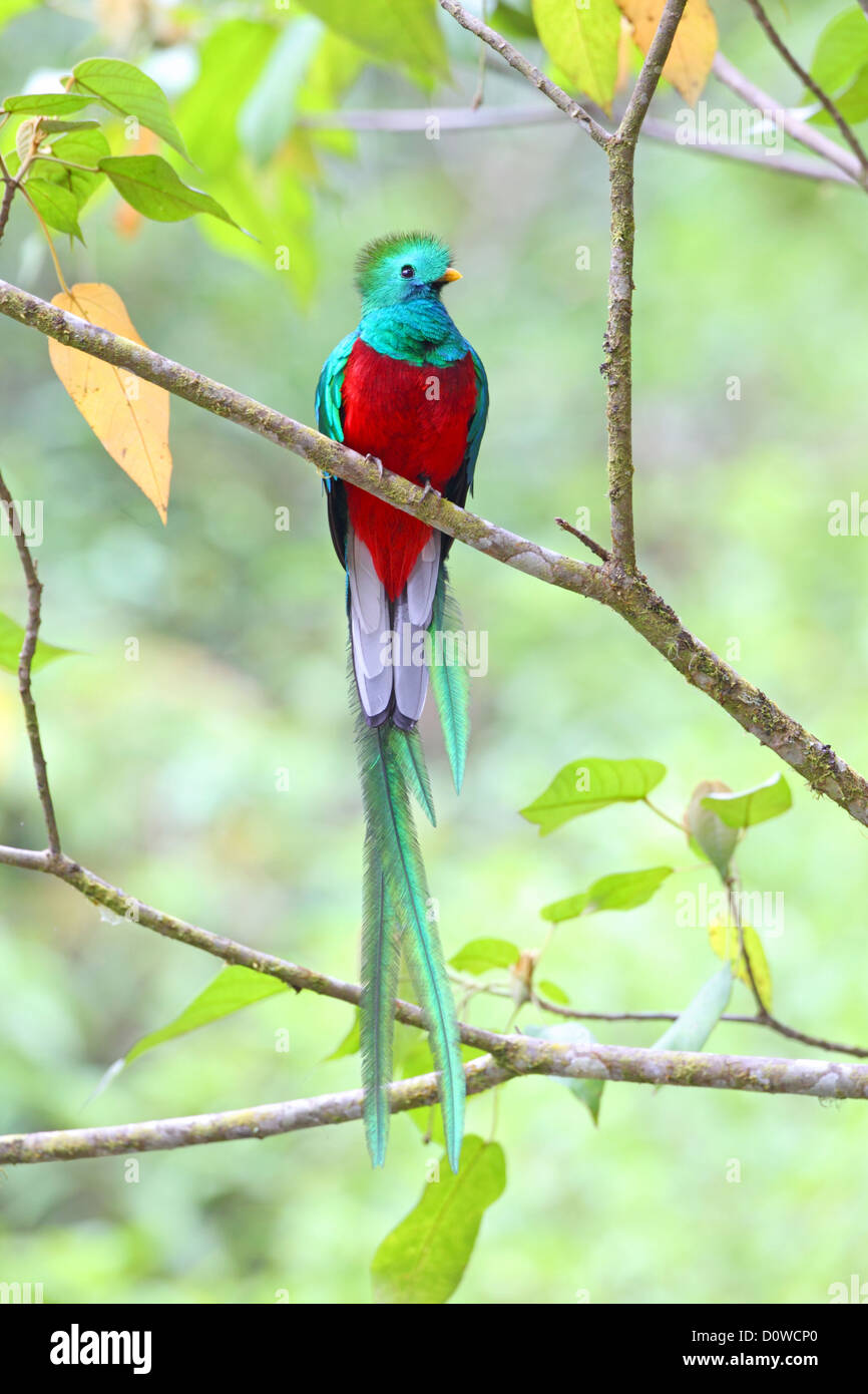 Male Resplendent Quetzal Pharomachrus mocinno in Costa Rica Stock Photo ...