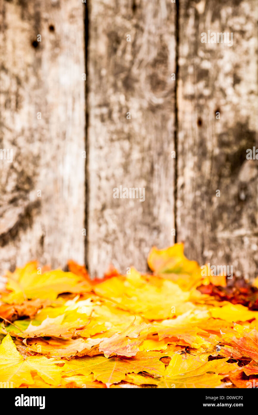 Beautiful border hi-res stock photography and images - Alamy