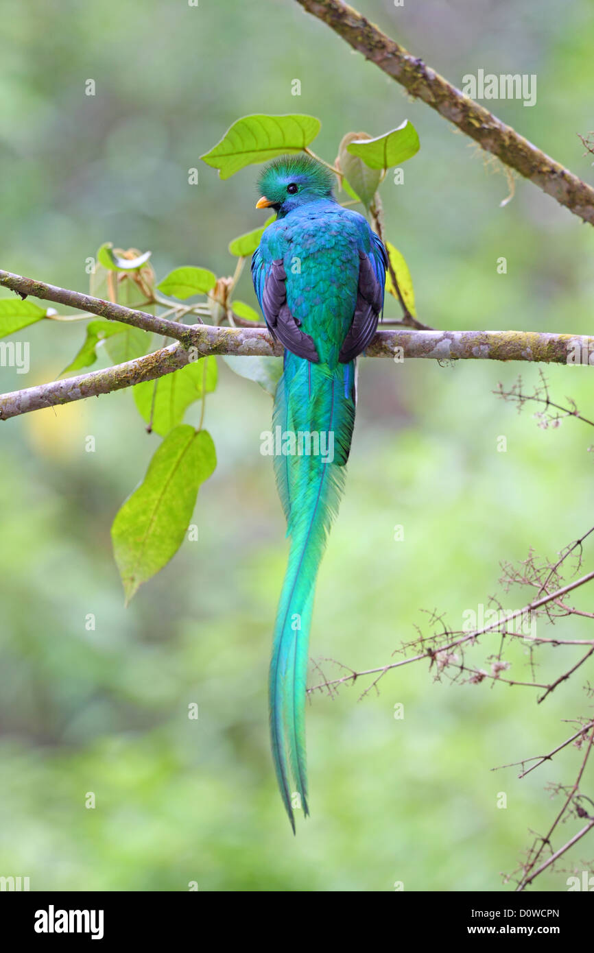 Male Resplendent Quetzal Pharomachrus mocinno in Costa Rica Stock Photo ...