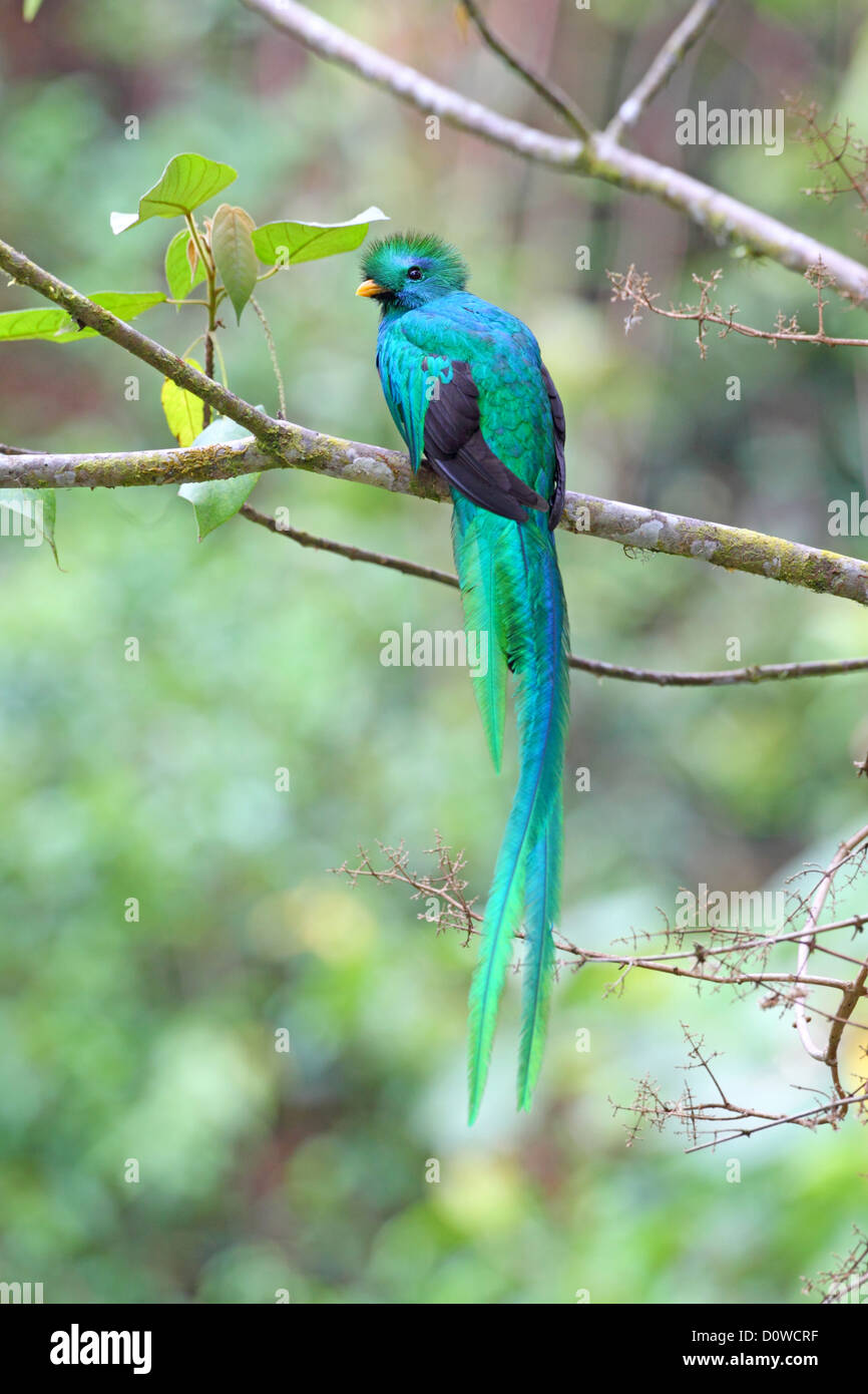 The Male Resplendent Quetzal Bird - Kenmure The Male Resplendent Quetzal Bird - Kenmure