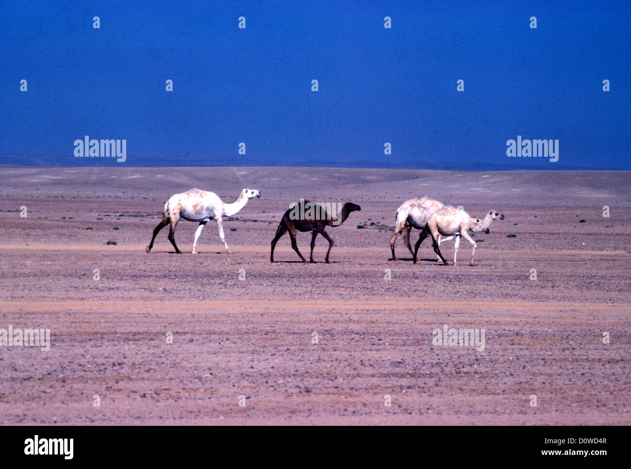 White camels hi-res stock photography and images - Alamy