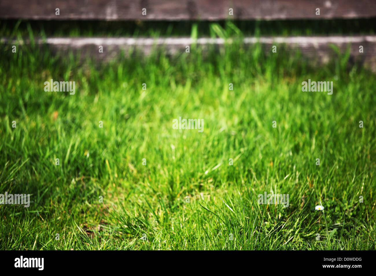 green grass macro close up Stock Photo - Alamy