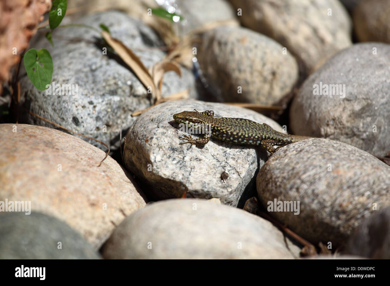 lizard on rock under the sun Stock Photo - Alamy