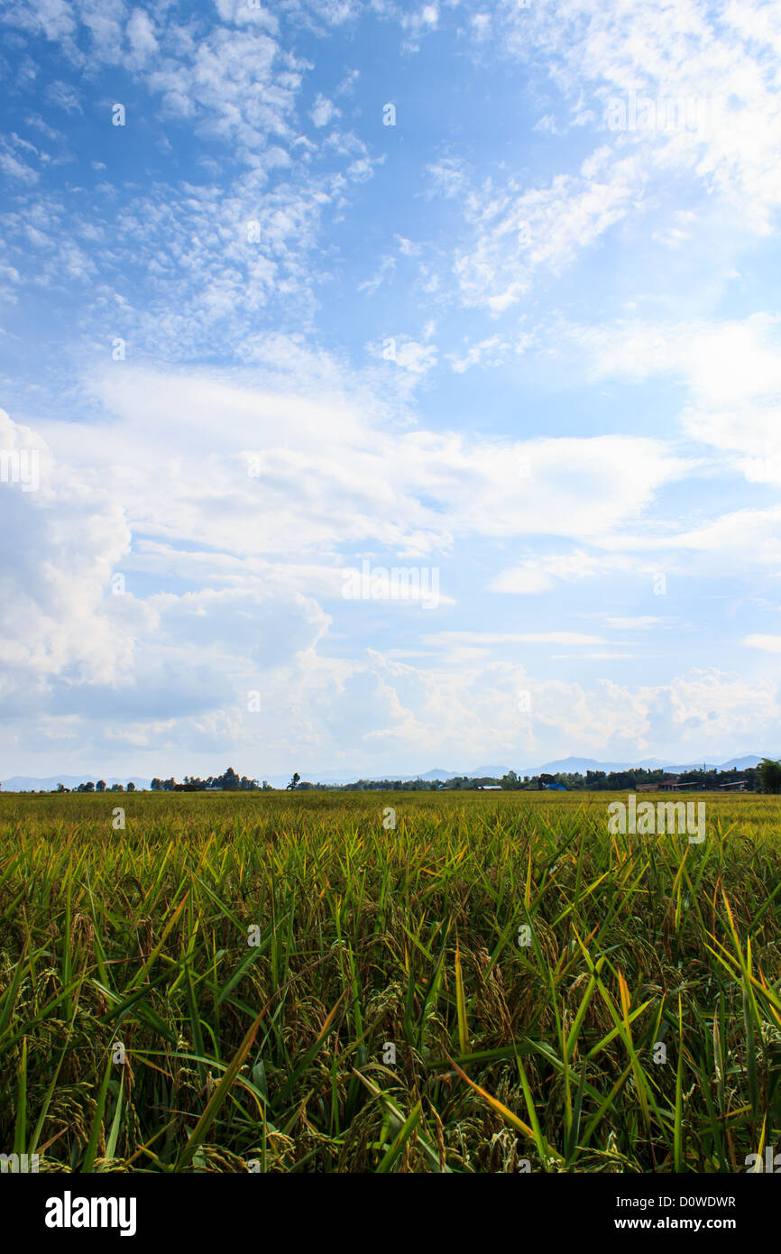 Rural landscape with wheat fields and mountains Stock Photo - Alamy