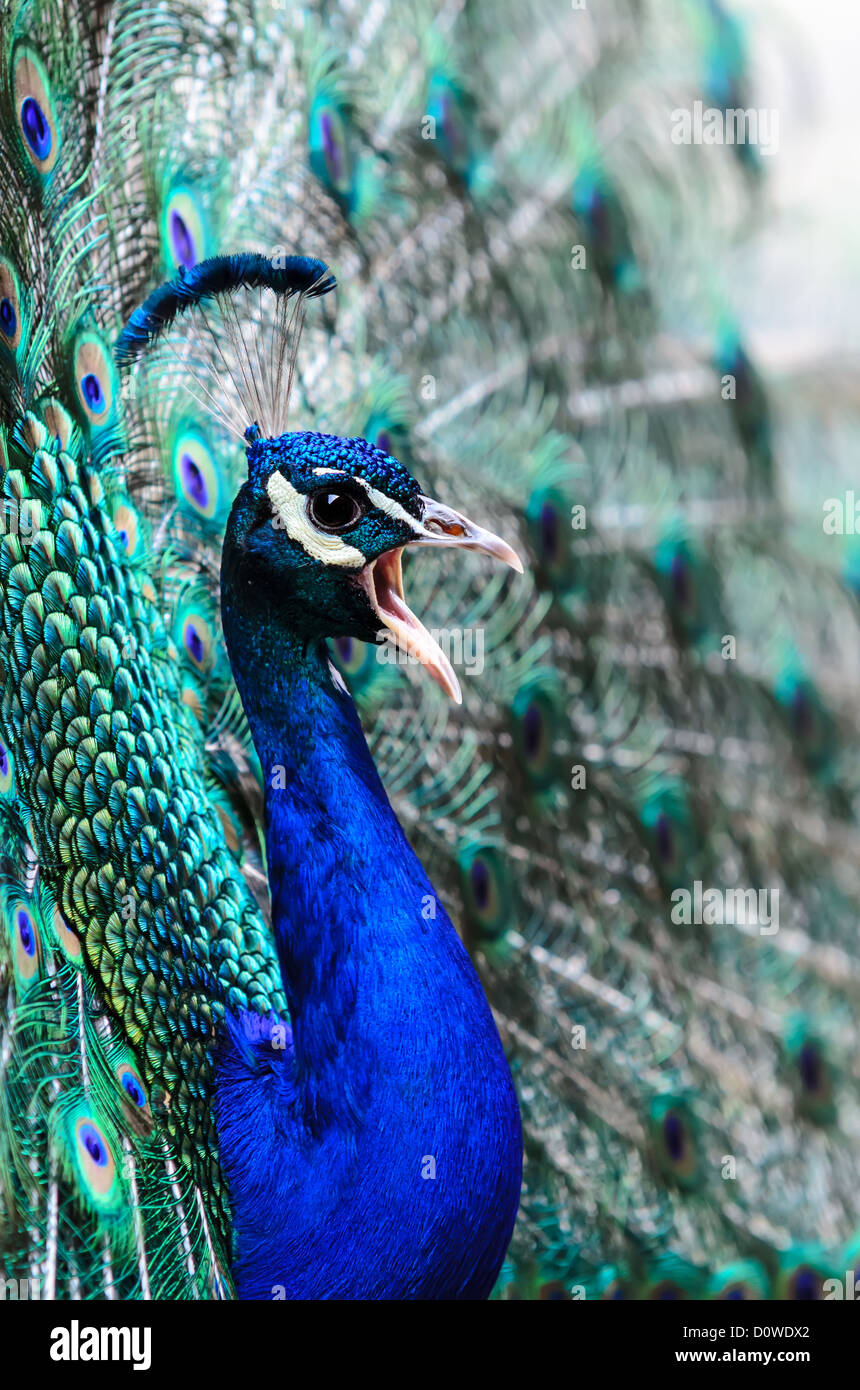 portrait of a proud displaying peacock male Stock Photo - Alamy