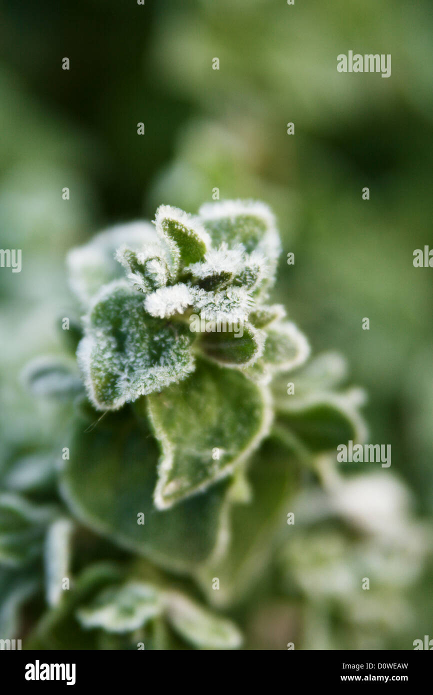 Floret hi-res stock photography and images - Alamy