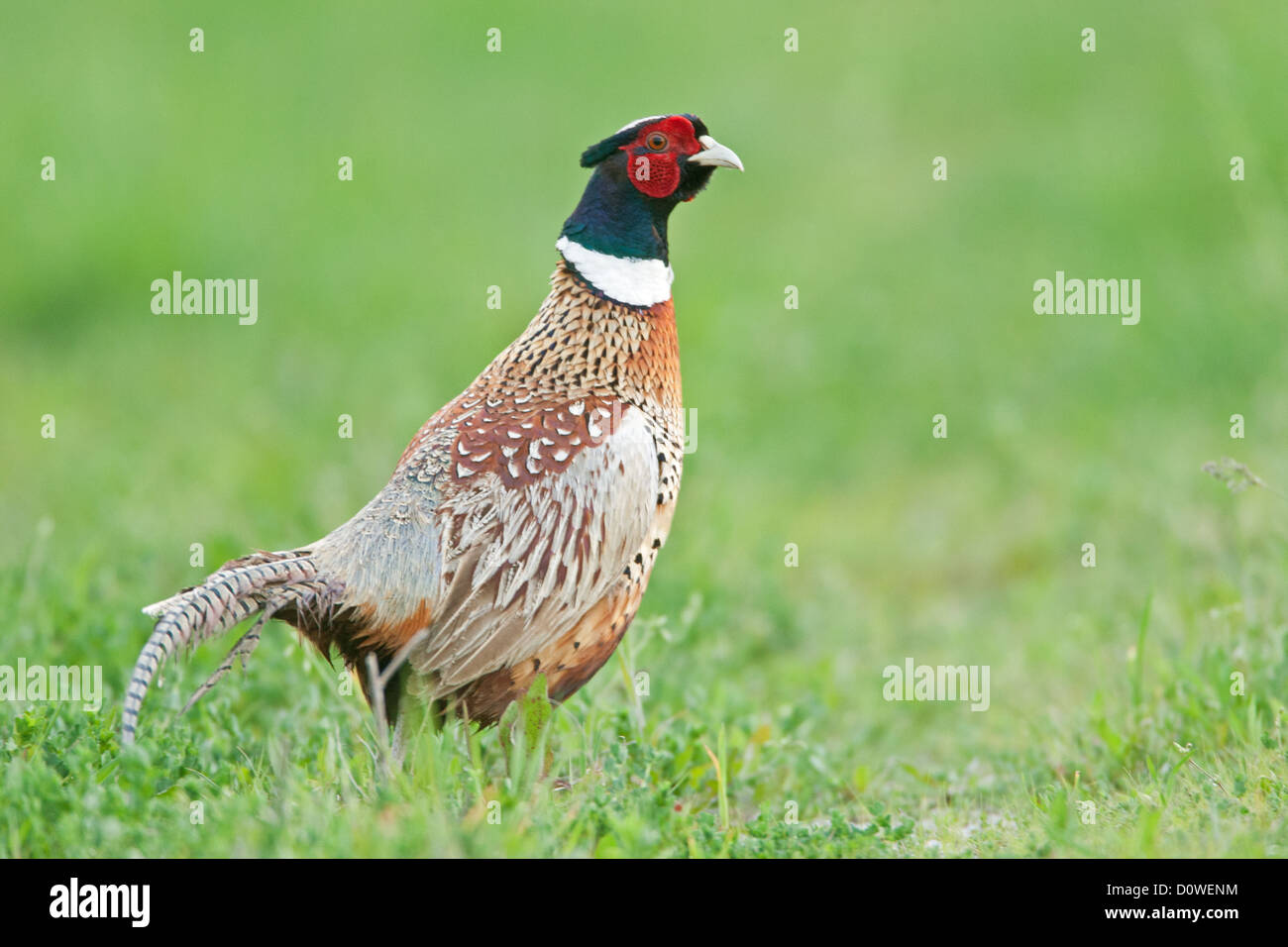 Ring necked pheasants hi-res stock photography and images - Alamy