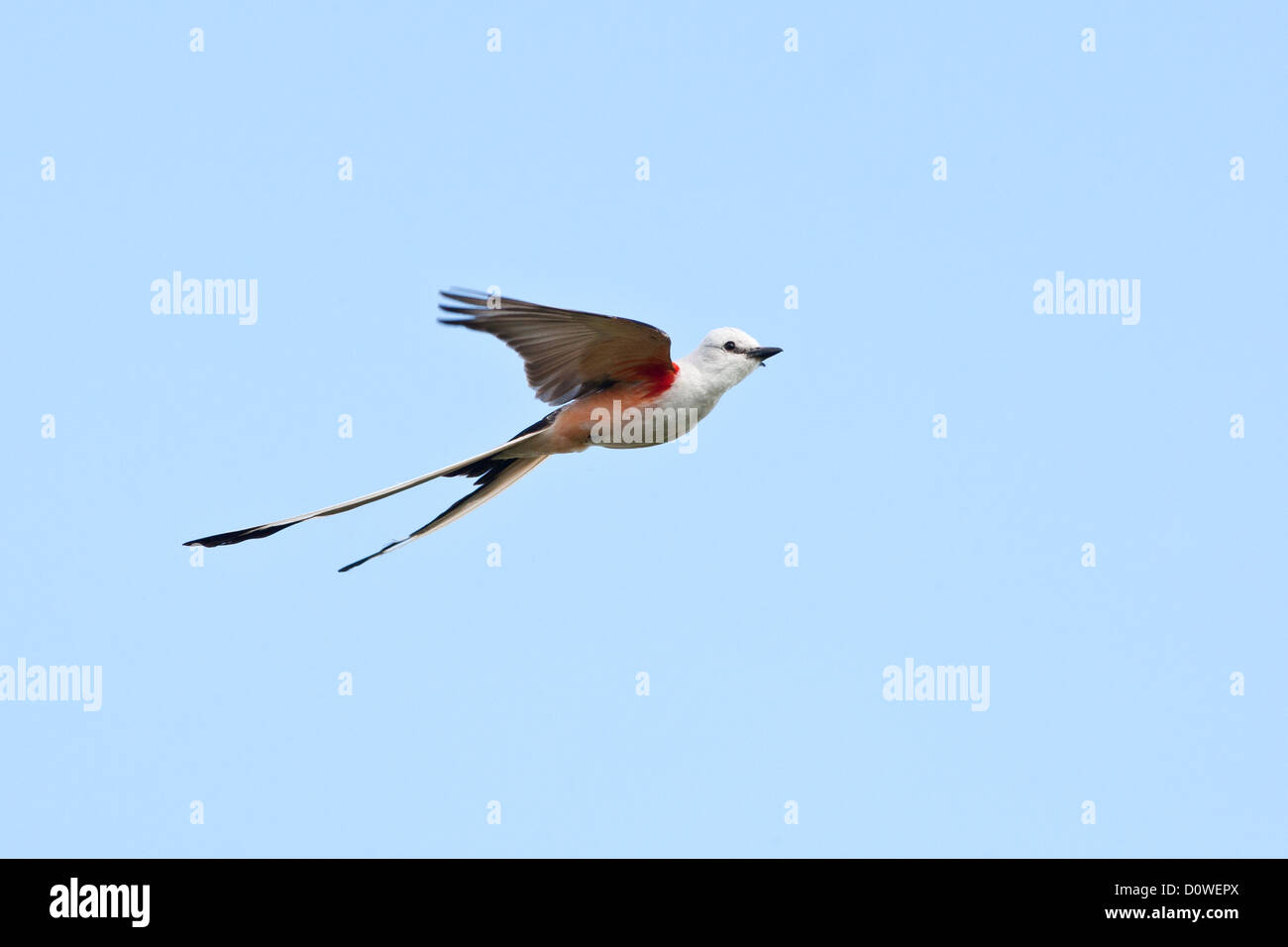 Scissor-tailed Flycatcher in Flight perching flying bird birds songbird ...