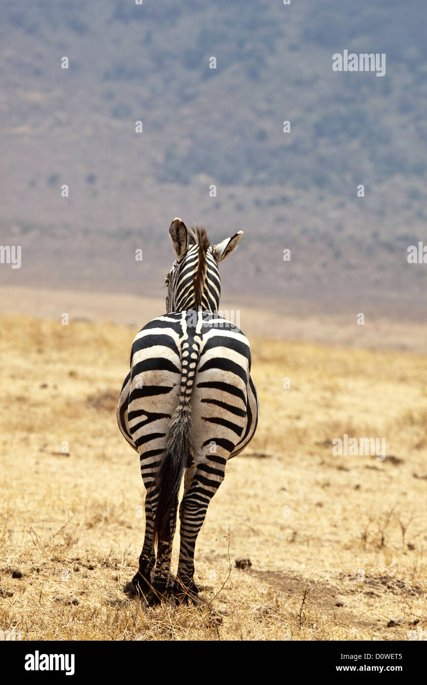 Rear view of an African Zebra; Ngorongoro Crater;Safari;wildlife;World ...