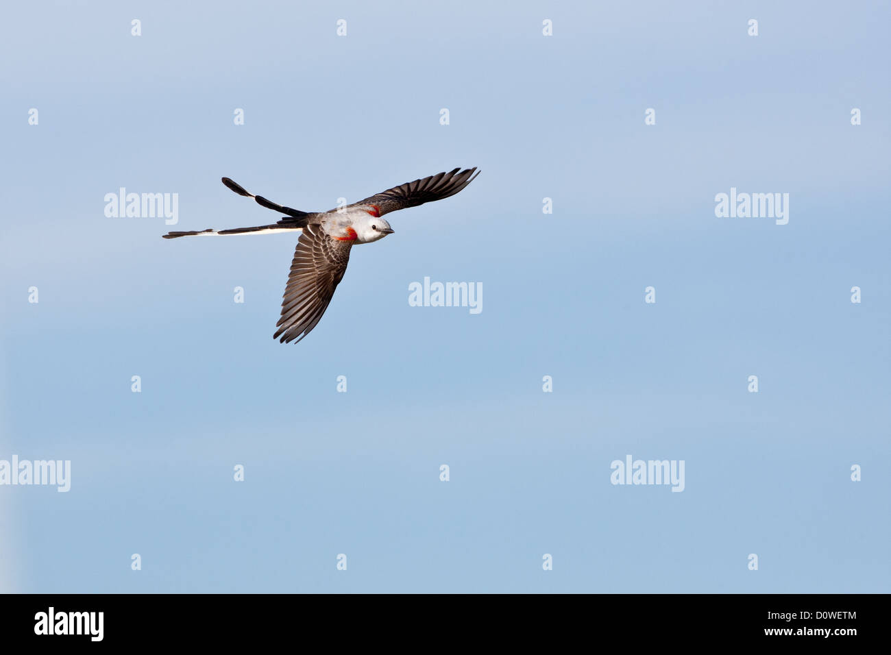 Flying flycatcher High Resolution Stock Photography and Images - Alamy