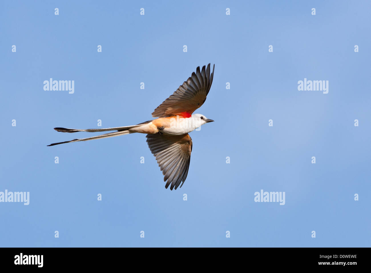 Scissor-tailed Flycatcher in Flight perching flying bird birds songbird ...