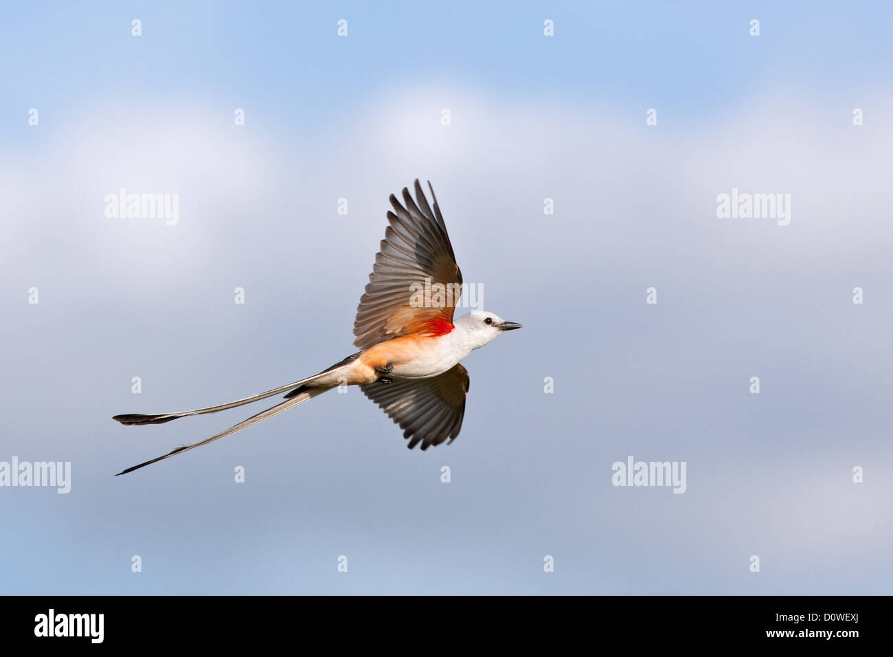 Songbirds flying hi-res stock photography and images - Alamy