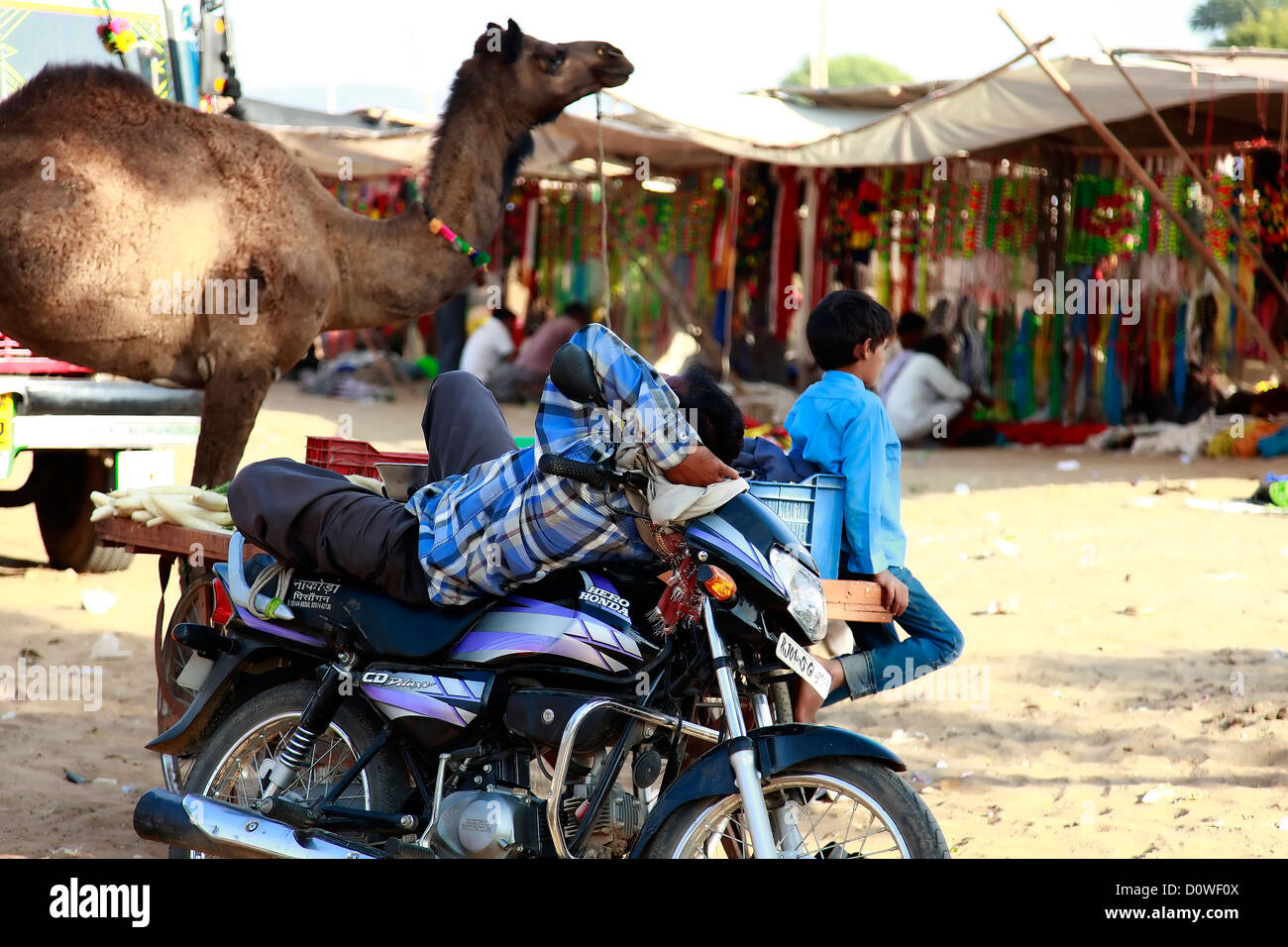 pushkar fair,Cattle fair,Pushkar camel festival,Camel trader,Camel,traditionally Indian,Turban ...