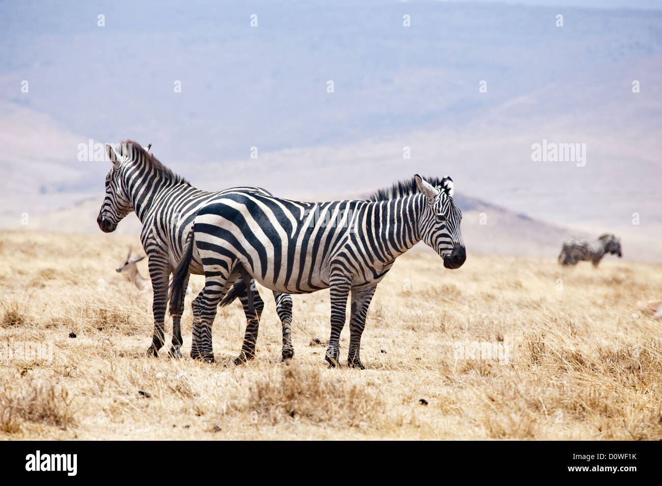 Zebras in Ngorongoro Crater;Safari;wildlife;World Heritage Site by ...