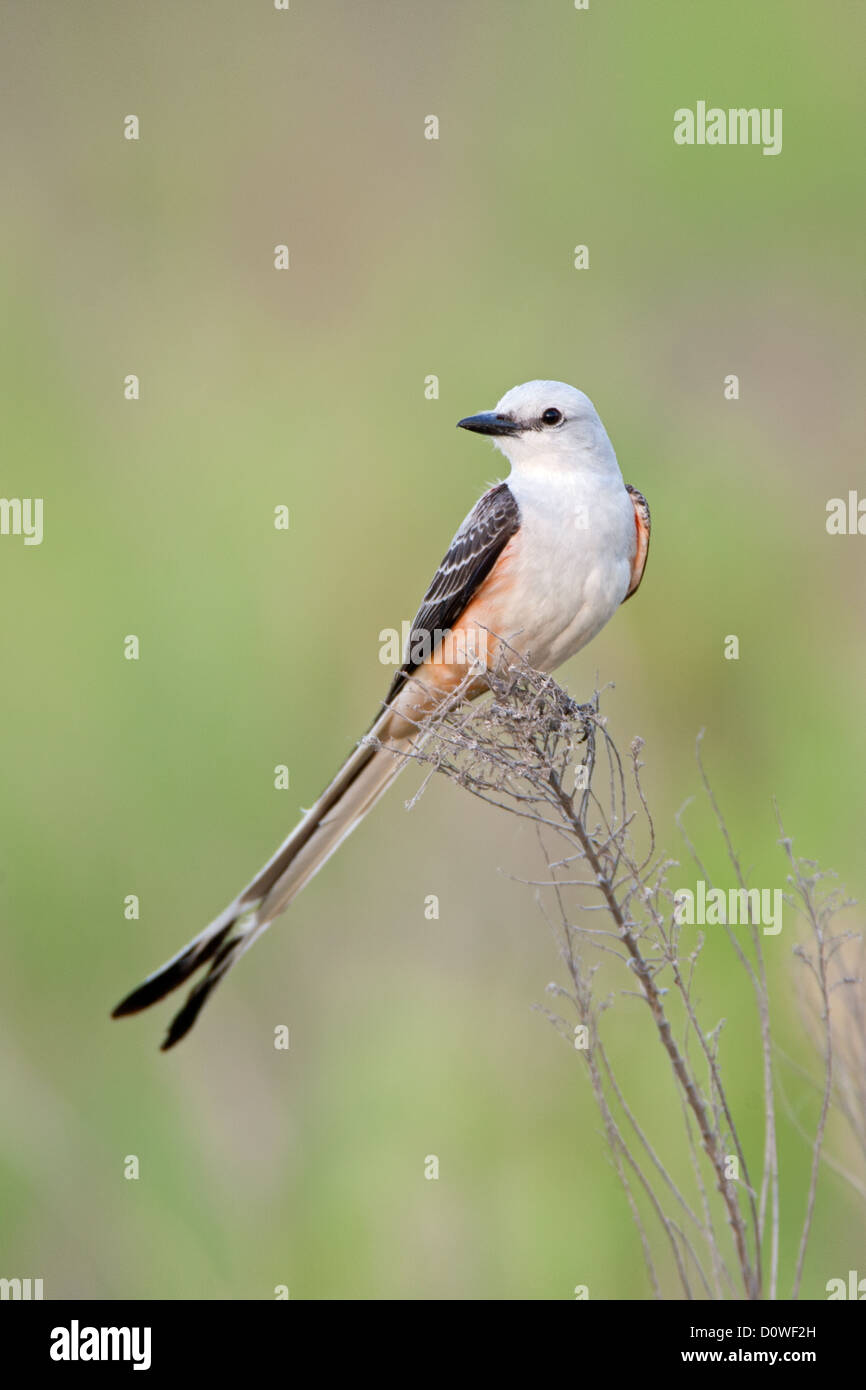 Scissor-tailed Flycatcher perching bird birds songbird songbirds ...