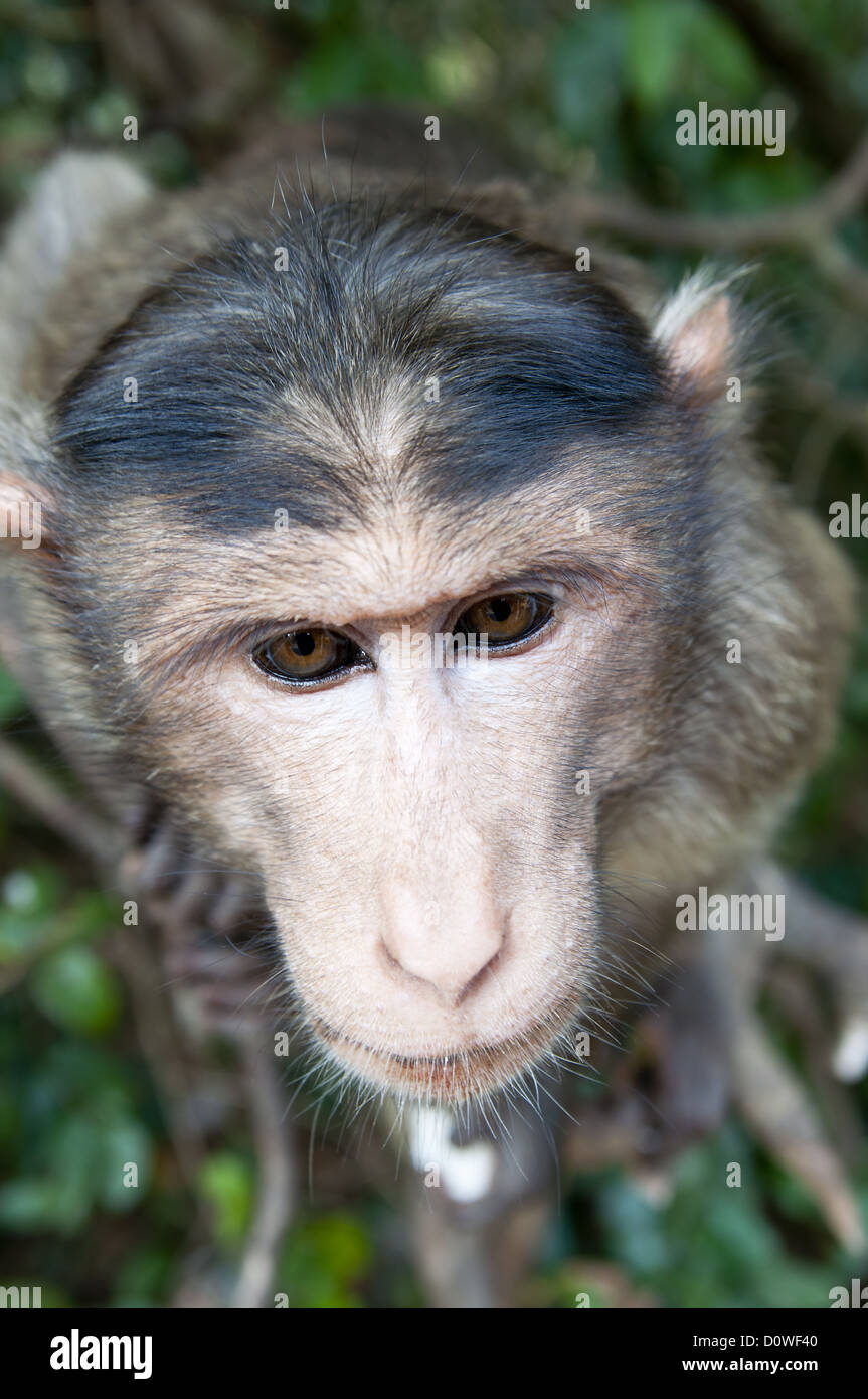 Rhesus Macaque - Macaca mulatta Stock Photo - Alamy