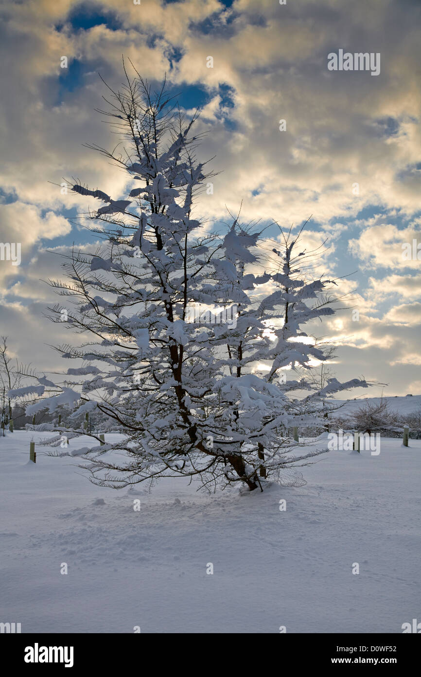 Arctic Beech in Nidderdale, North Yorkshire Stock Photo - Alamy
