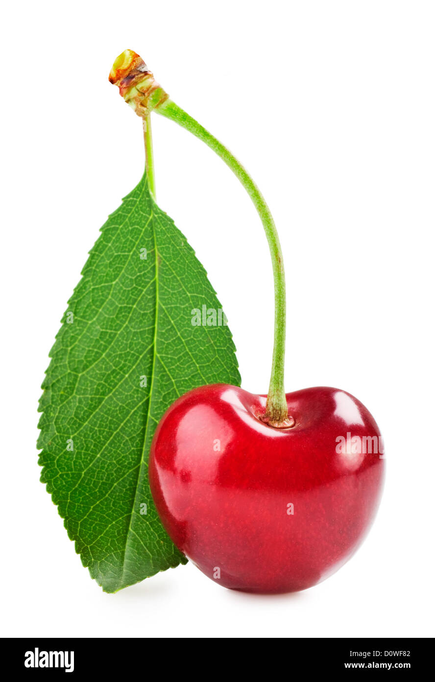Single cherry fruit Cut Out Stock Images & Pictures - Alamy