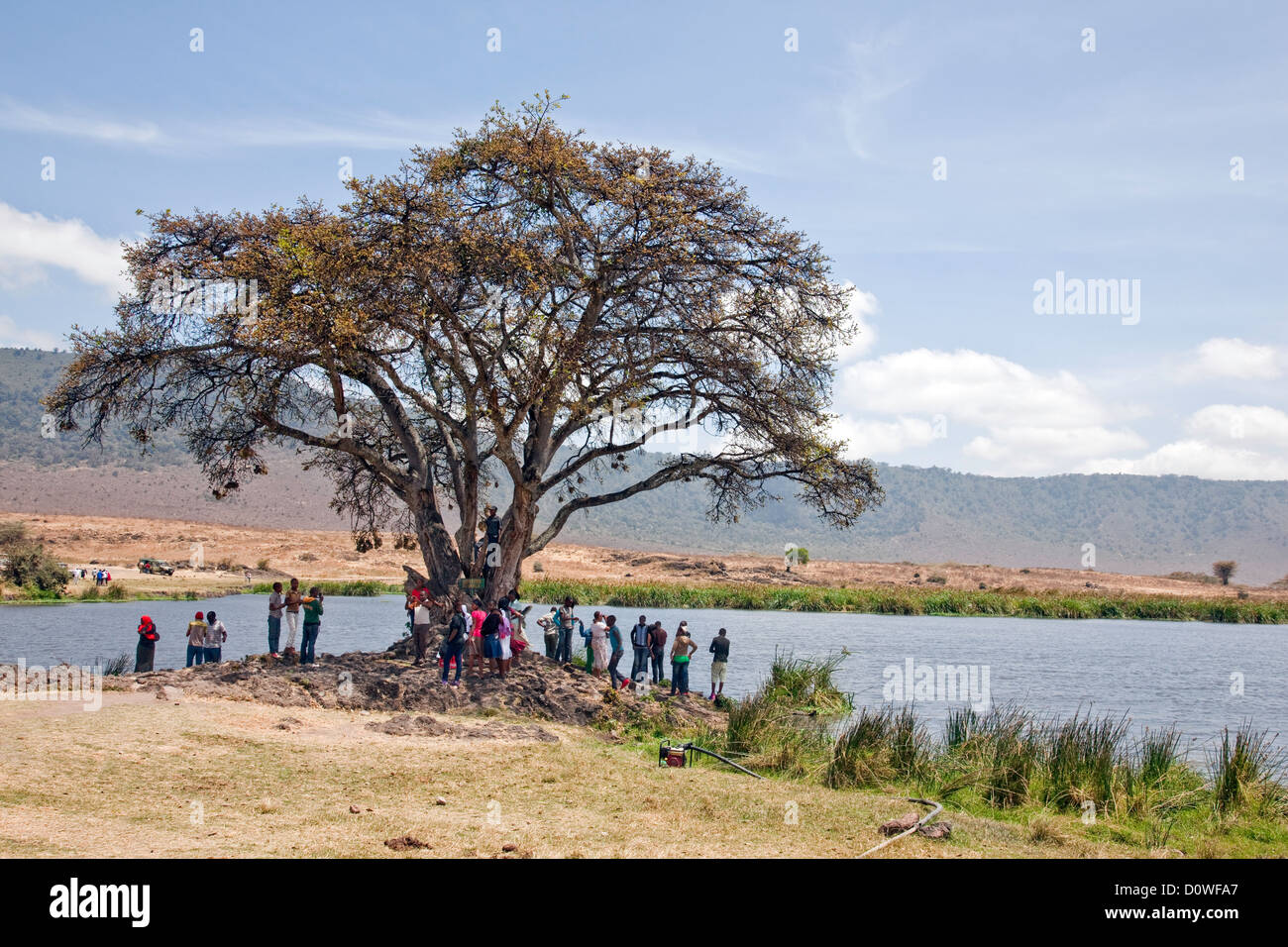 Large shade tree by a lake in Ngorongoro Crater;Safari;wildlife;World ...