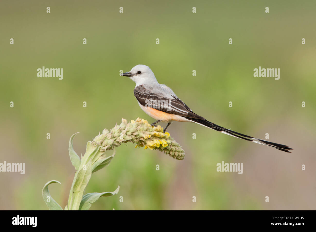 Scissor-tailed Flycatcher on Mullein perching bird birds songbird ...